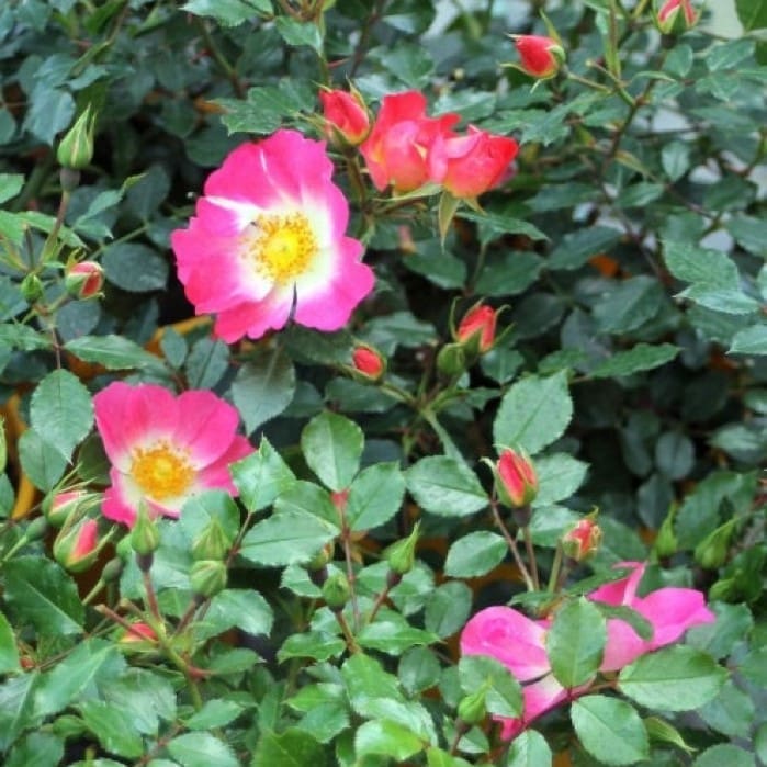 Roos Bijenweelde® Tweekleurig | Pro Nature Shop - Pro Nature Shop